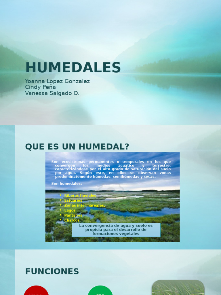 Funciones y Tipos de Humedales | PDF
