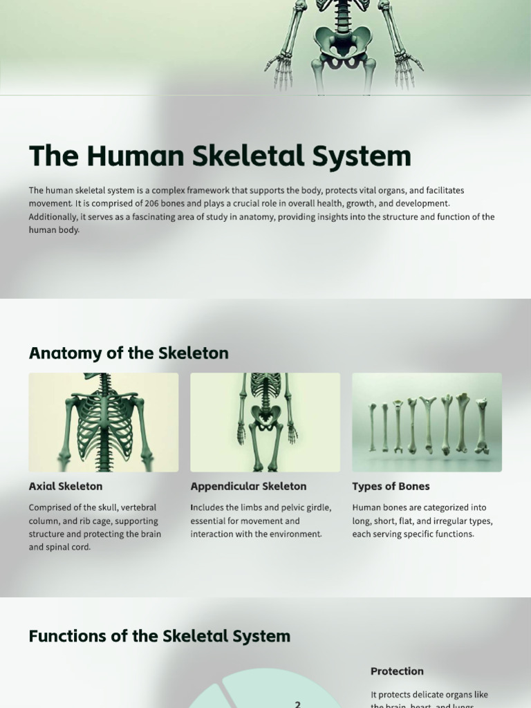 Understanding the Human Skeletal System | PDF | Bone | Joint