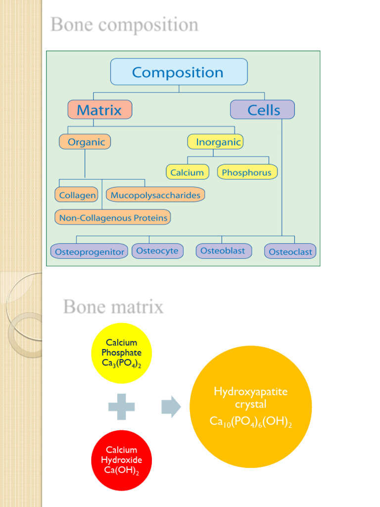 Bone Structure and Composition | PDF | Osteoblast | Bone