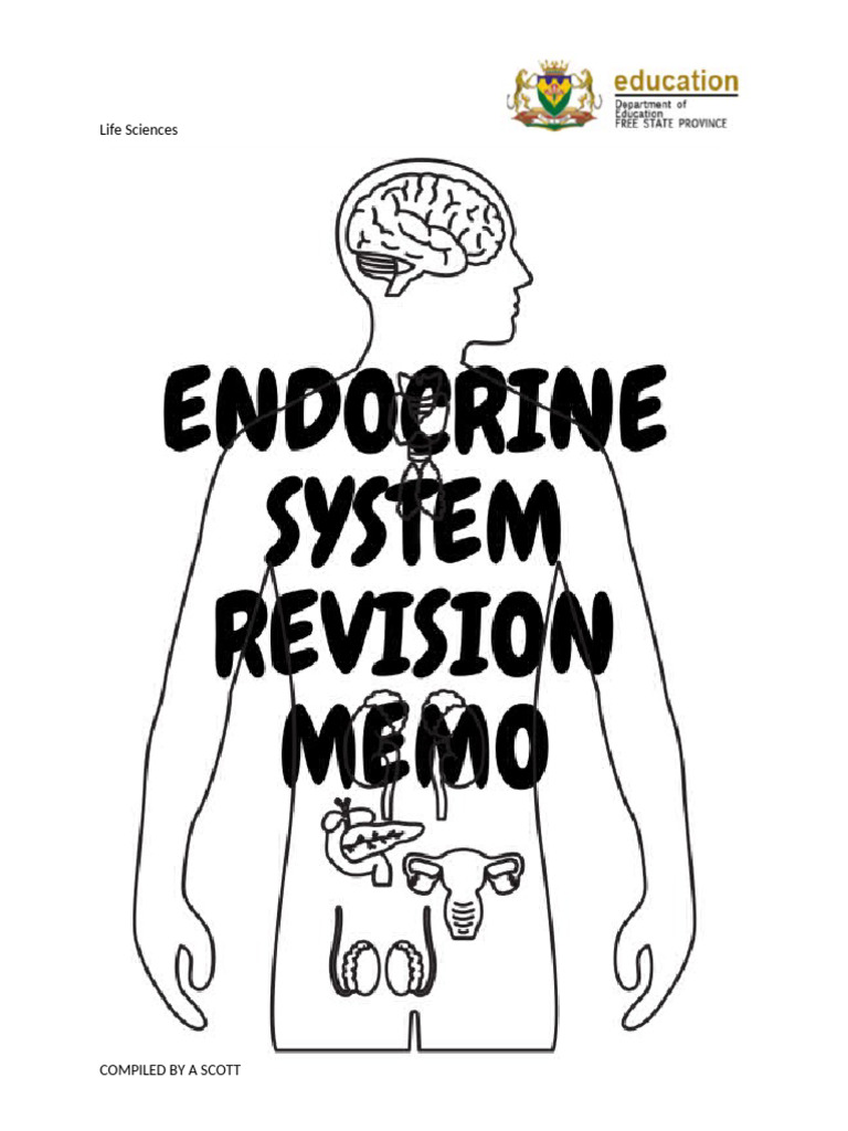 Endocrine System Revision Memo | PDF