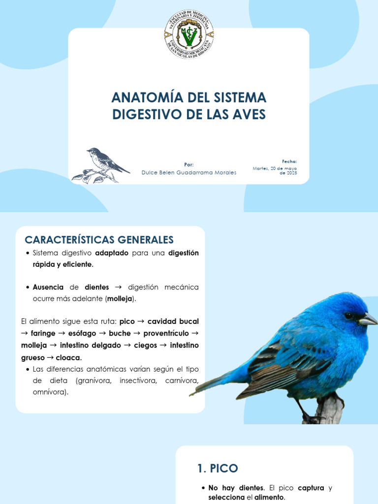 Anatomía del Sistema Digestivo Aves | PDF | Digestión | Tracto ...