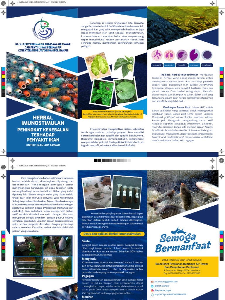 6 Draft Leaflet Herbal Immunostimulan | PDF