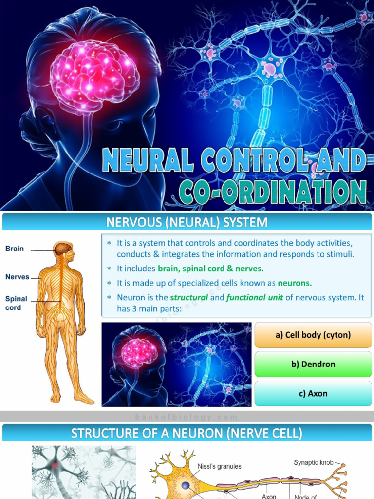 Neural Control and Coordination | PDF