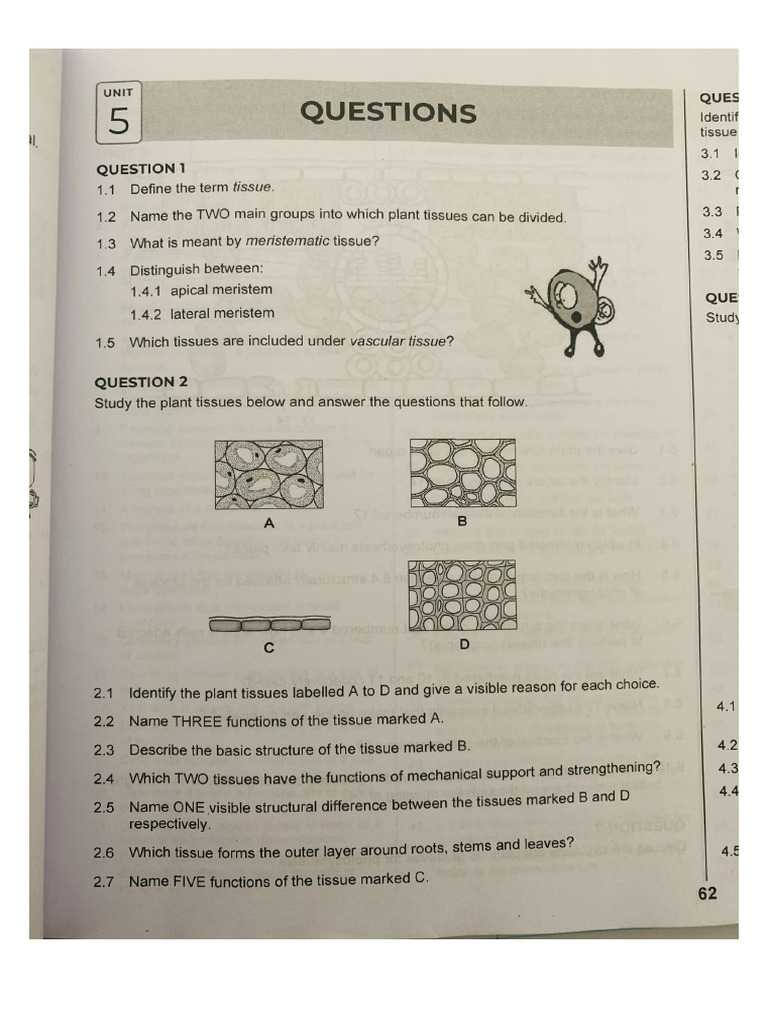 Plant Tissues - Classwork | PDF