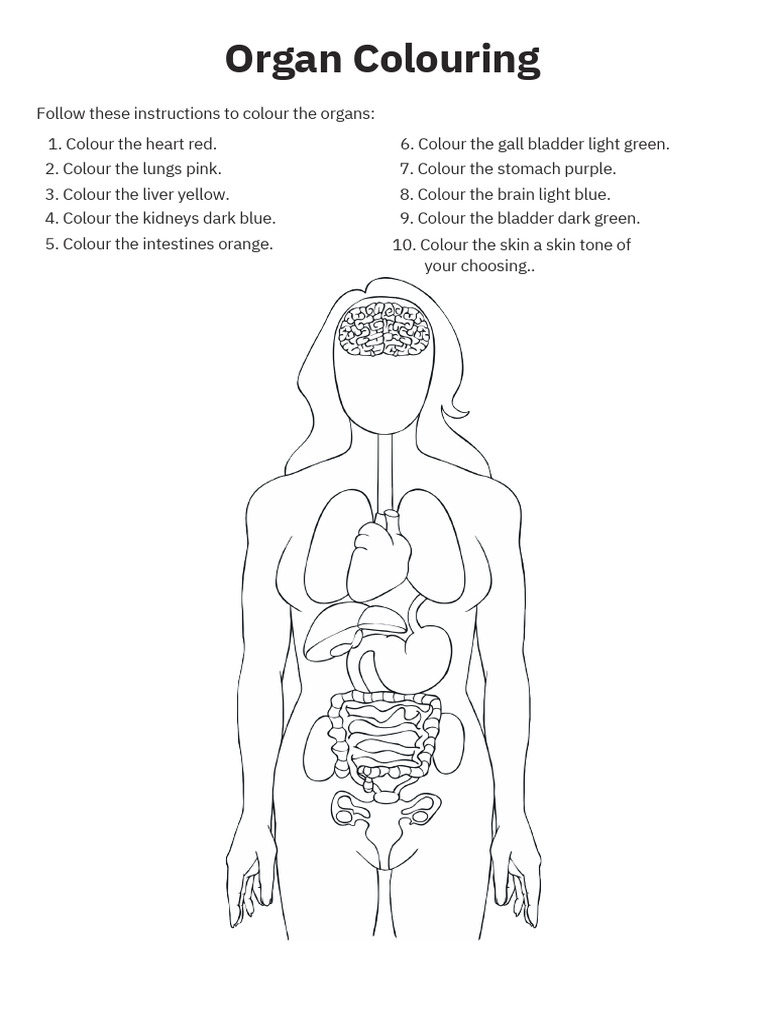 Organ Coloring Instructions Guide | PDF