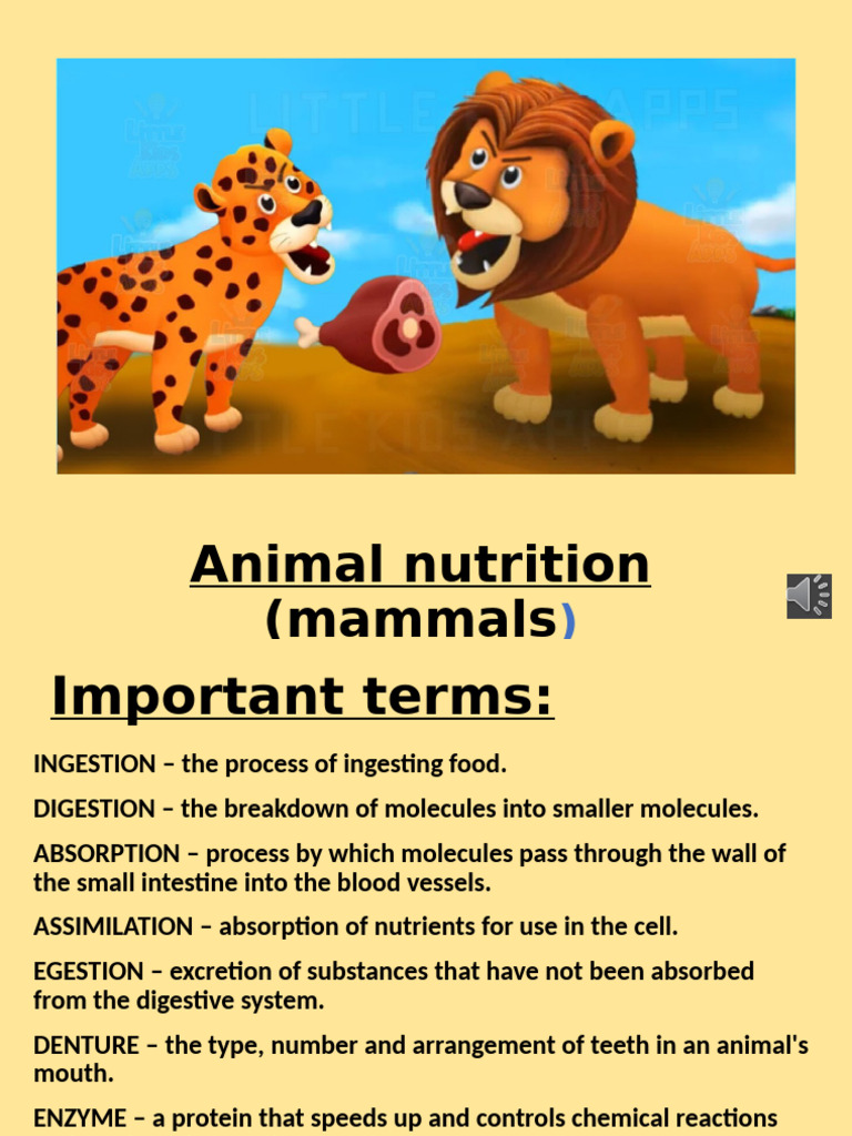 Understanding Animal Nutrition Processes | PDF | Digestion | Human ...