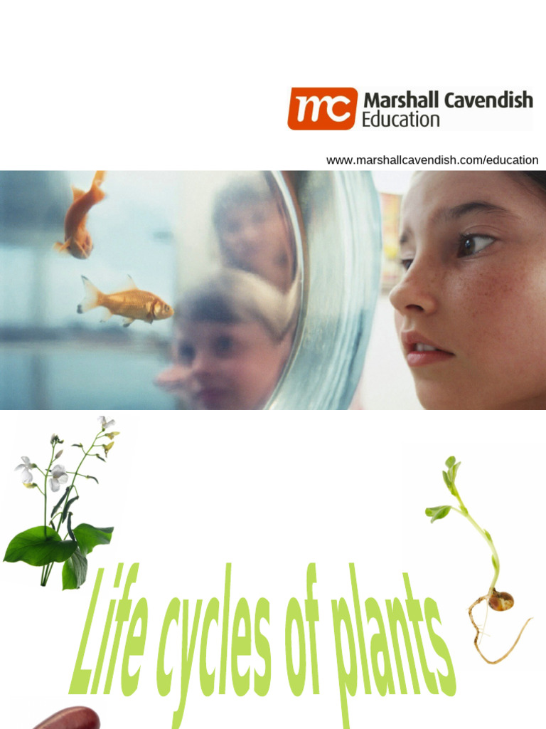 Cycles Life Cycle of Plants Slides | PDF | Plants | Seed