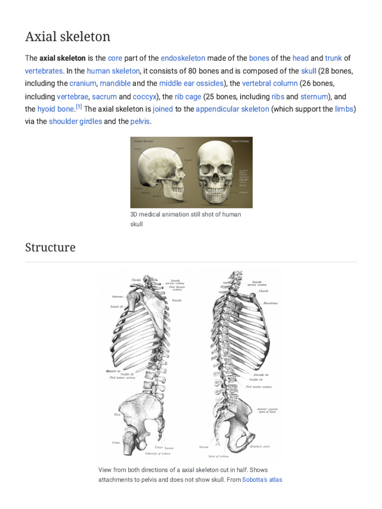 Overview of the Human Axial Skeleton | PDF | Skull | Human Anatomy