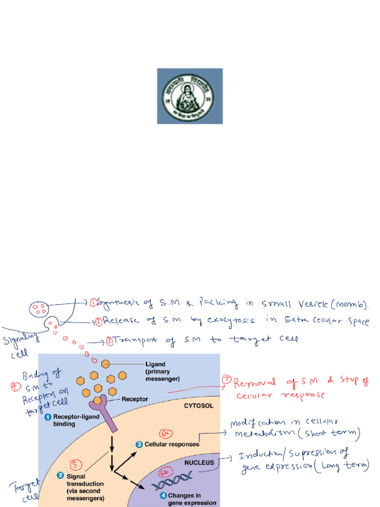 Signal Transduction Pathways Explained | PDF | Cell Signaling | Signal ...
