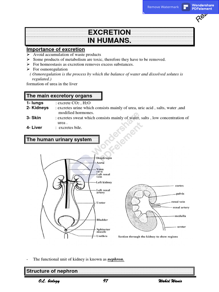 Excretion-Copy (2) 1 | PDF | Neuron | Kidney
