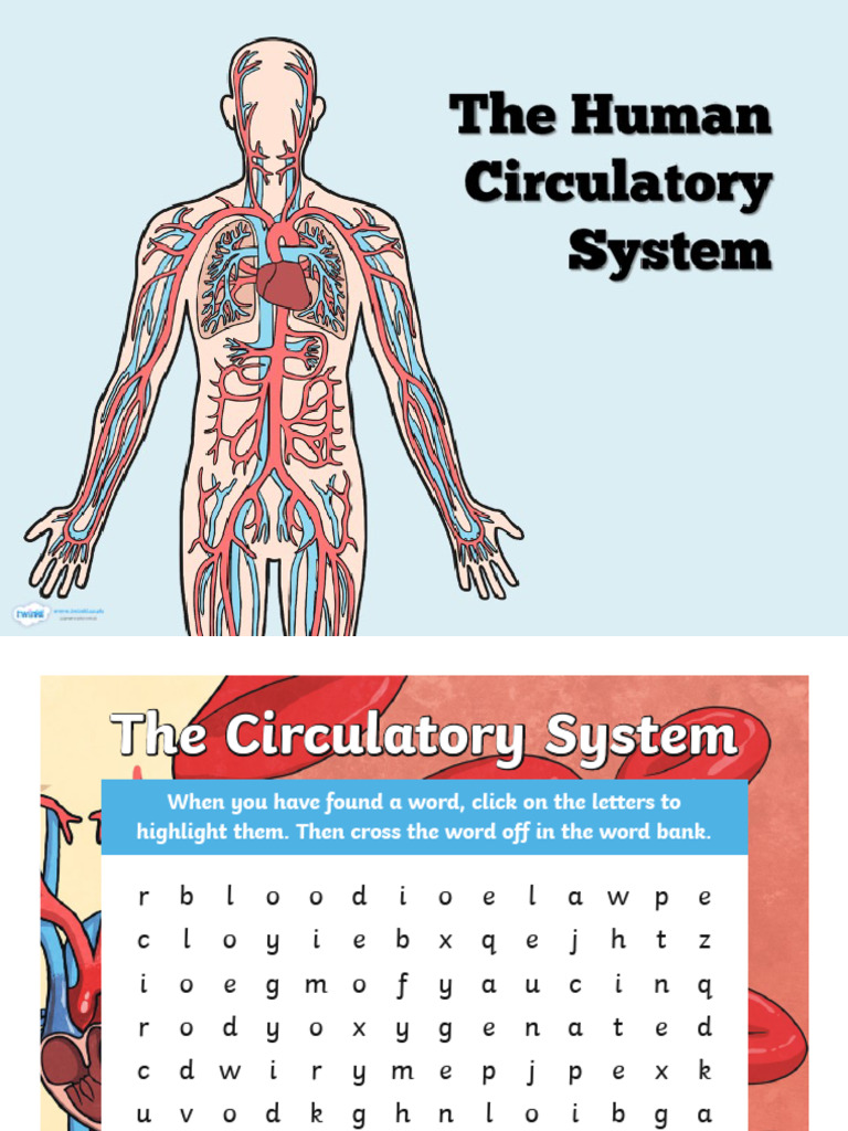 Heart Dissection Activity for Students | PDF | Blood | Circulatory System