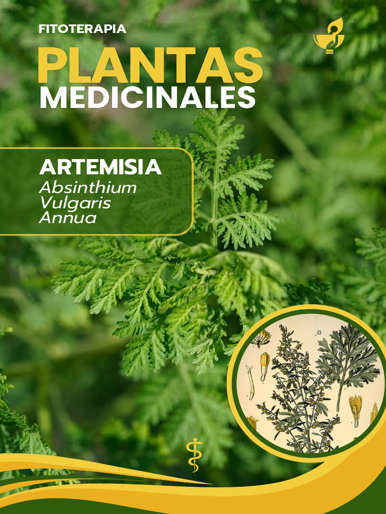 Artemisia (Vulgaris, Absinthium, Annua) | PDF