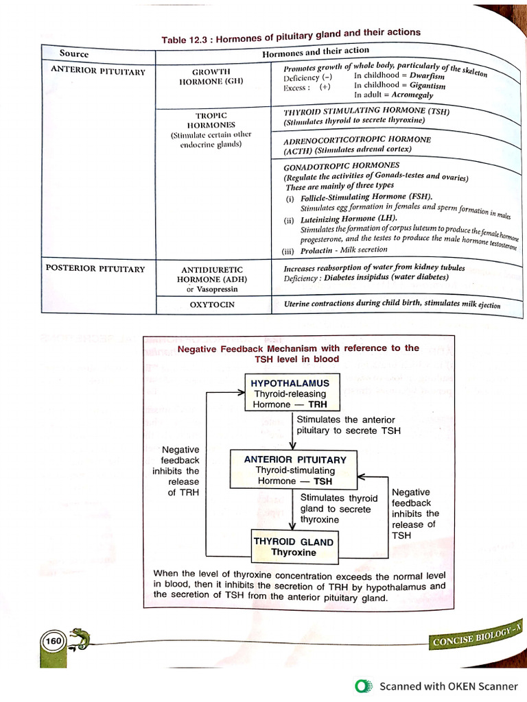 Simple Form of Biology Tables For Endocrine and Circulatory System | PDF