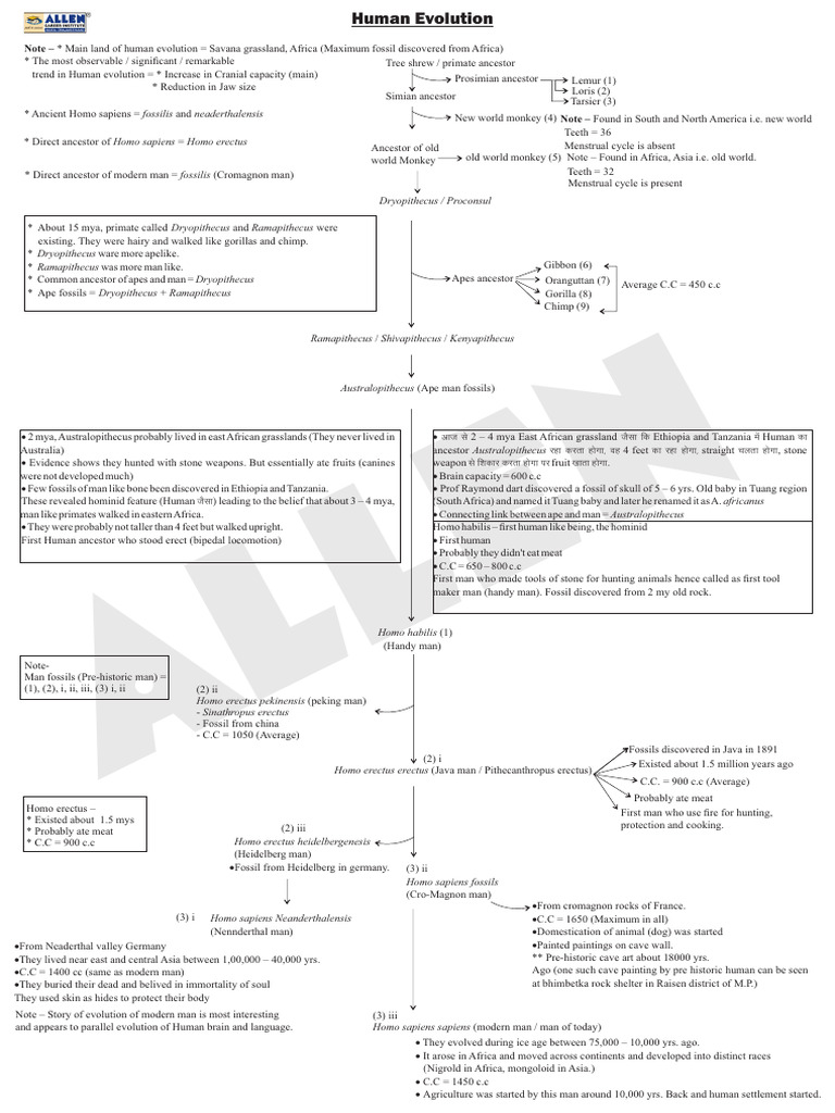 Human Evolution Stages Overview | PDF | Homo | Human Evolution
