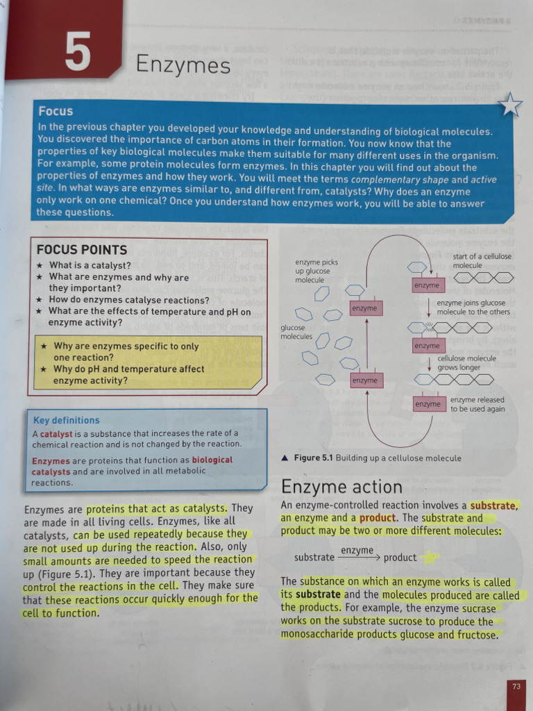 Enzymes Chapter 5 Biology | PDF