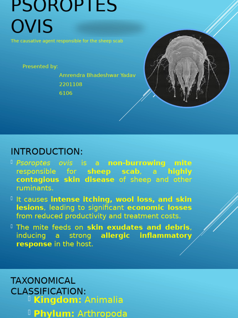 Psoroptes Ovis | PDF