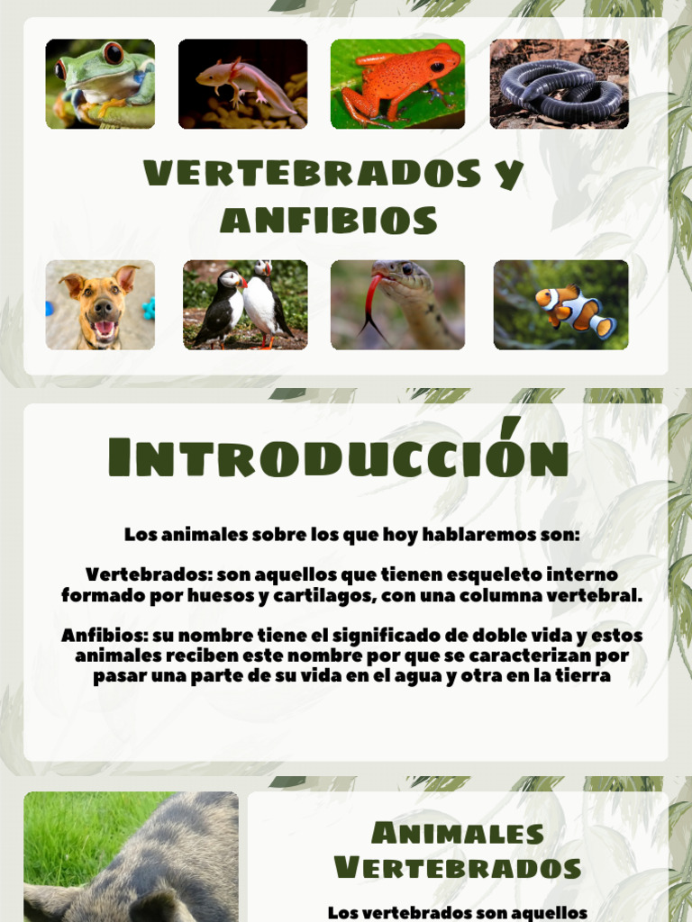 Presentación Vertebrados y Anfibios | PDF | Vertebrados | Pescado