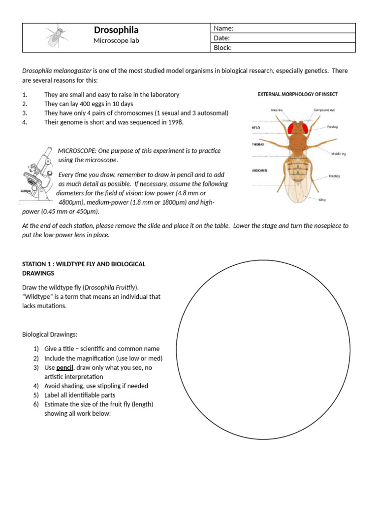 Fruit Fly Mutations - Drosophila - Updated | PDF | Dominance (Genetics ...