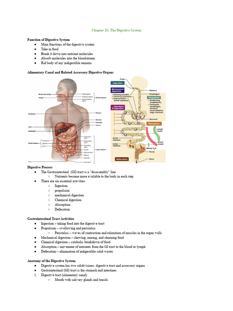 Chapter 23: The Digestive System PDF | PDF | Human Digestive System ...