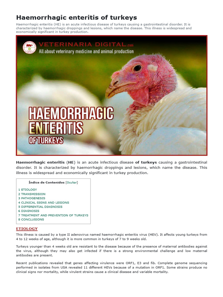Haemorrhagic Enteritis of Turkeys - Atlas of Pathology - Poultry ...