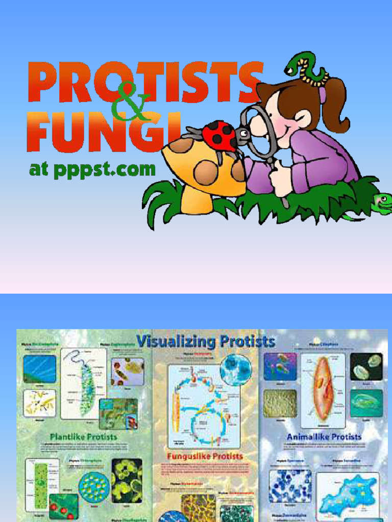 Protist, Fungi, Immunity | PDF | Vaccines | Pathogen