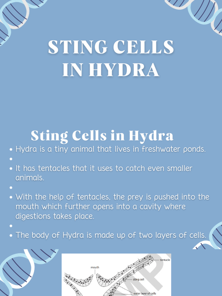 Biology Notes-Sting Cells | PDF