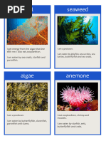 Kelp Forest Food Web Overview | PDF