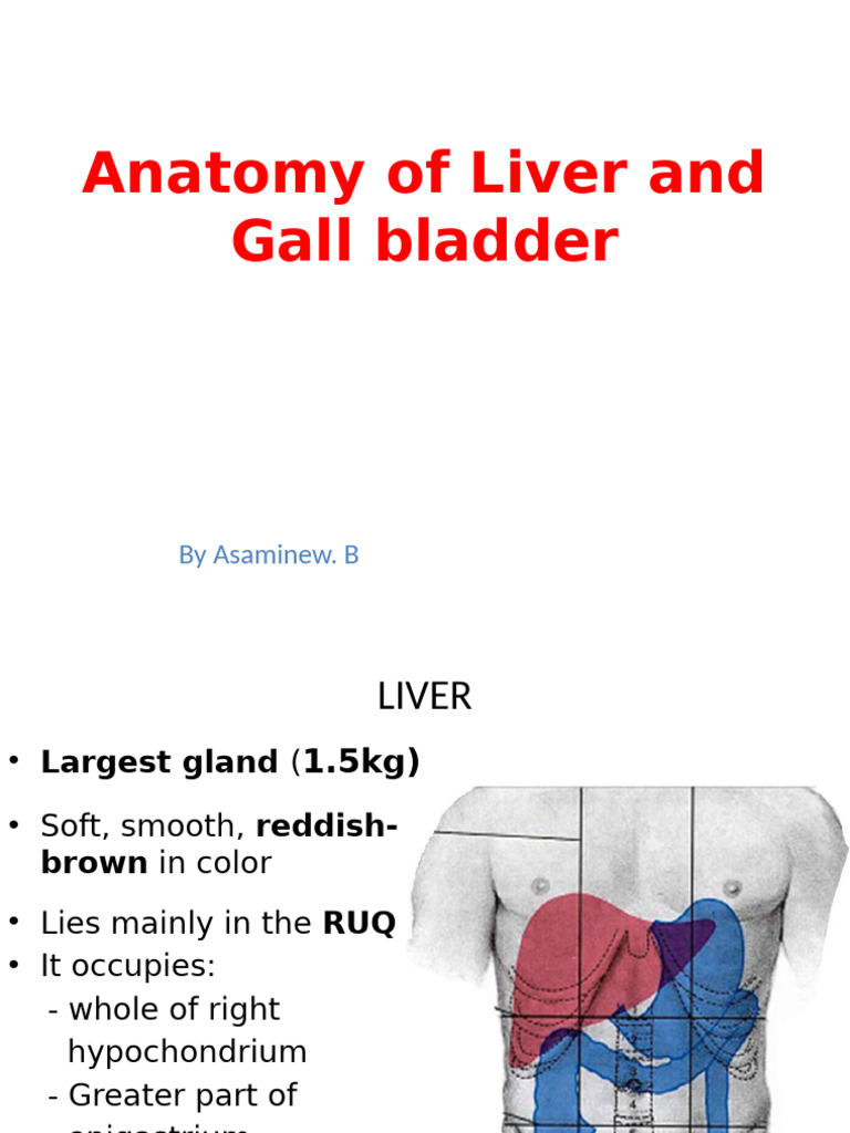 Liver and Gallbladder Anatomy Overview | PDF | Liver | Gallbladder