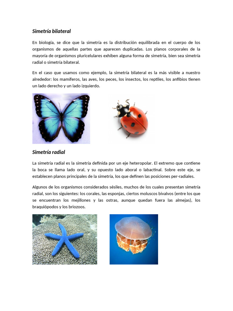 Simetría Bilateral, Radical y Asimetria | PDF