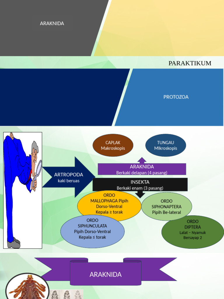 Praktikum 4. Arachnida Dan Protozoa | PDF
