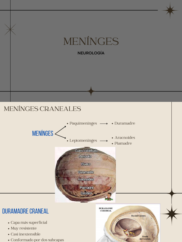 Estructura y Función de las Menínges | PDF | Cráneo | Cerebelo