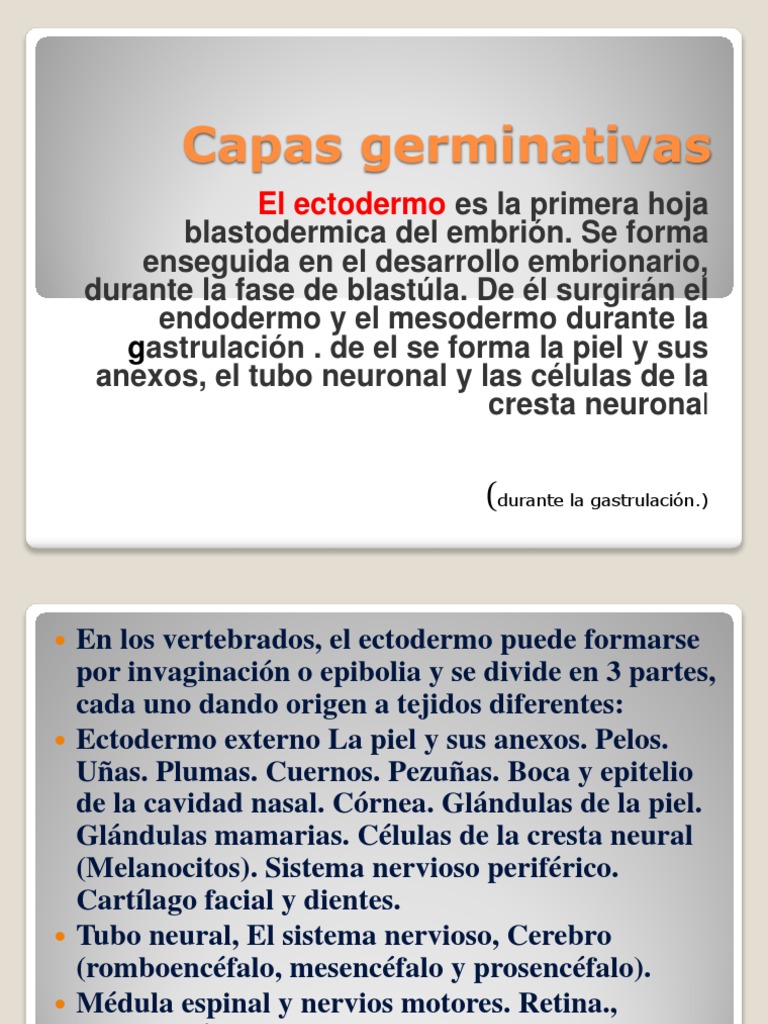 Capas Germinativas Expo. | PDF