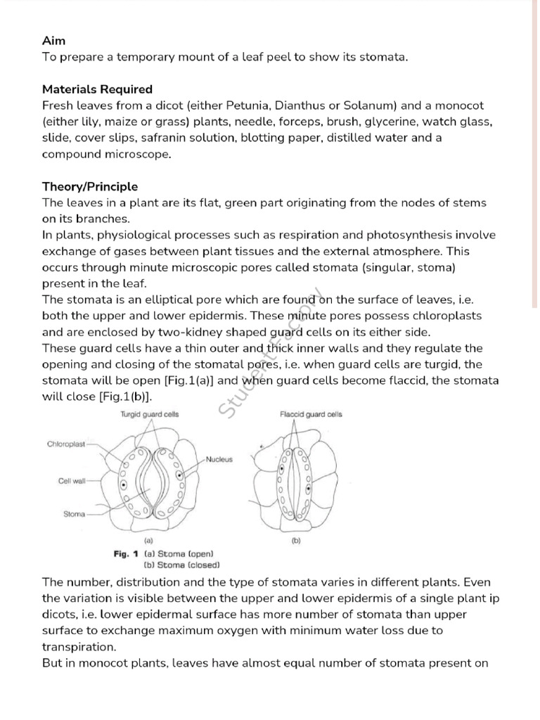 X Practical Stomata | PDF