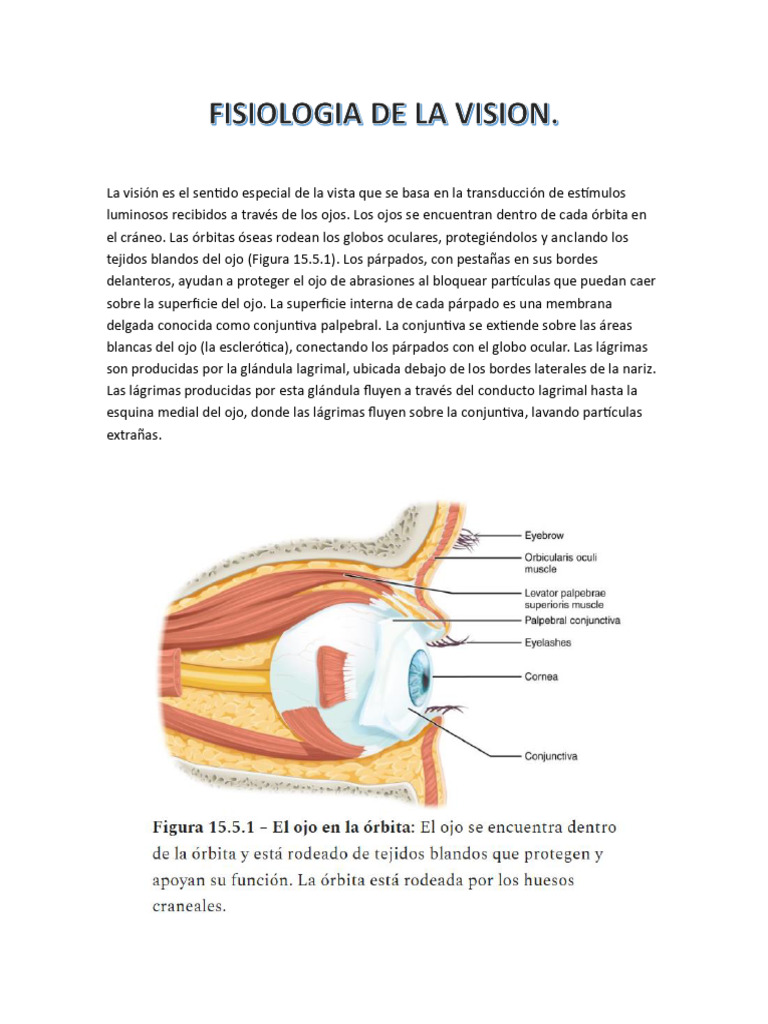 Anatomía y Función del Ojo Humano | PDF | Ojo humano | Retina