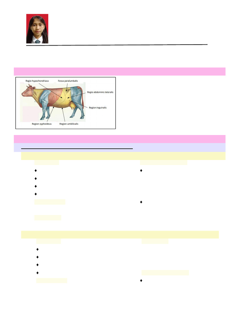 Anatomi Topografi Abdomen Hewan | PDF
