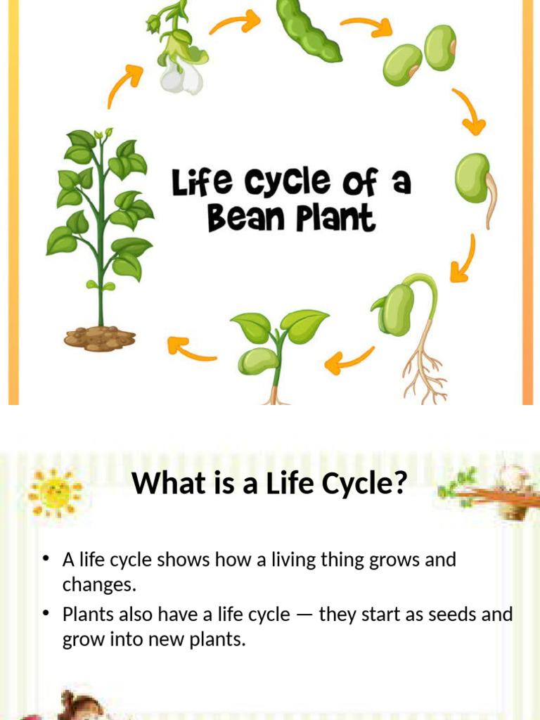 Life Cycle of A Bean Plant Grade2 | PDF