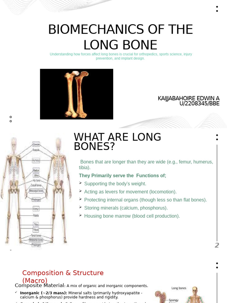 Long Bone Biomechanics Explained | PDF | Bone | Elasticity (Physics)