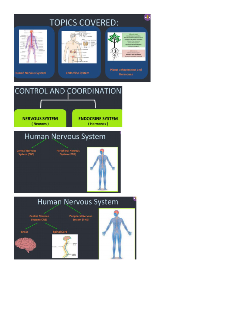 Contoral and Coordination Notes | PDF | Endocrine System | Neuron