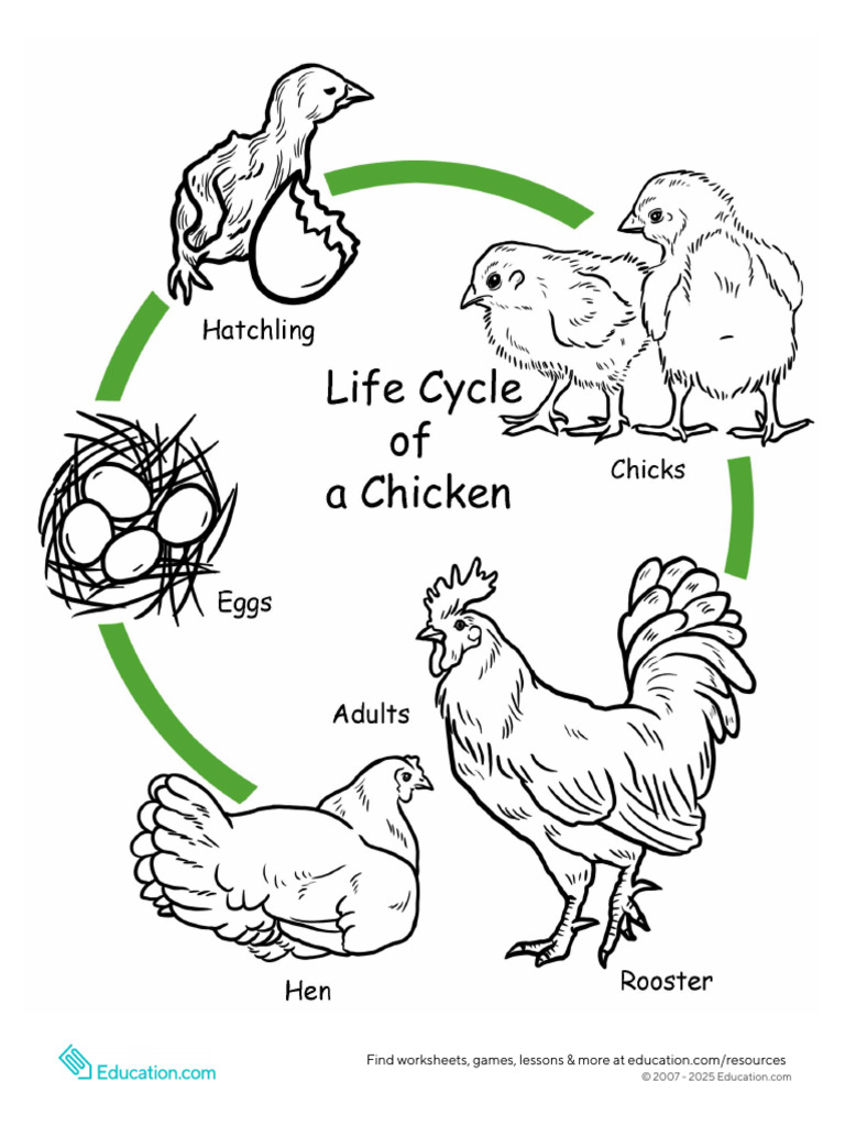 Color Life Cycle 2 | PDF