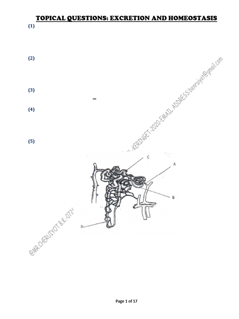 F2-Chapter 4 - Excretion and Homeostasis - Topical Questions | PDF | Kidney