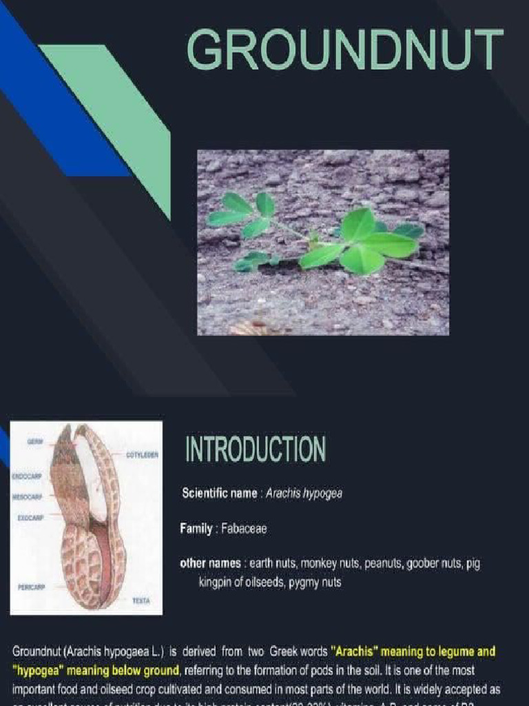 Groundnut. | PDF