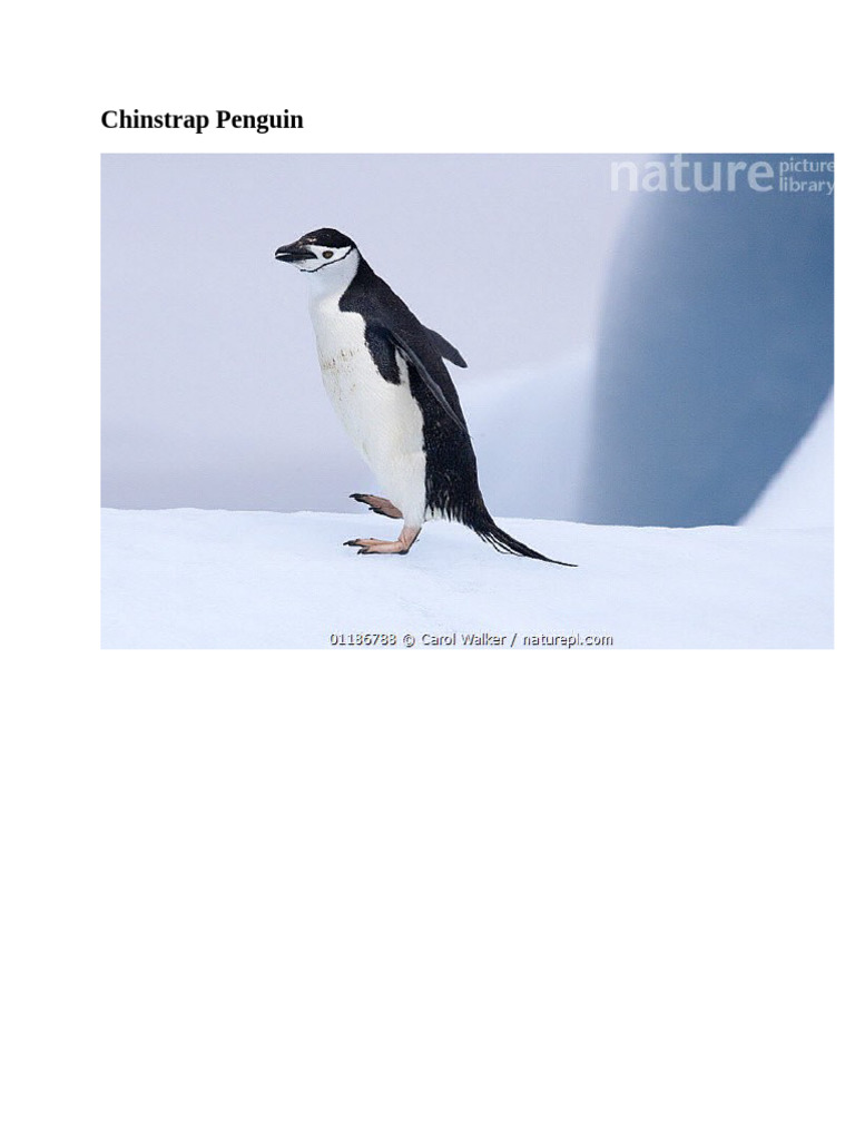 Research | PDF | Penguin | Antarctica