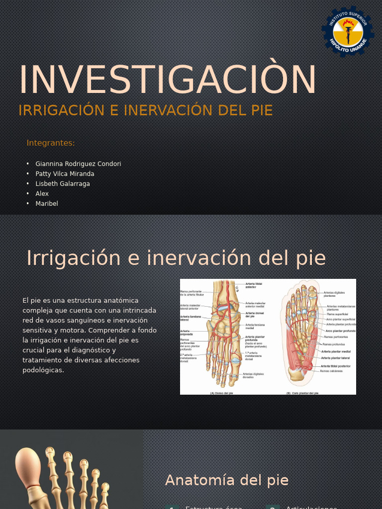 Irrigacion-E-Inervacion-Del-Pie Presentacion | PDF | Pie | Vena