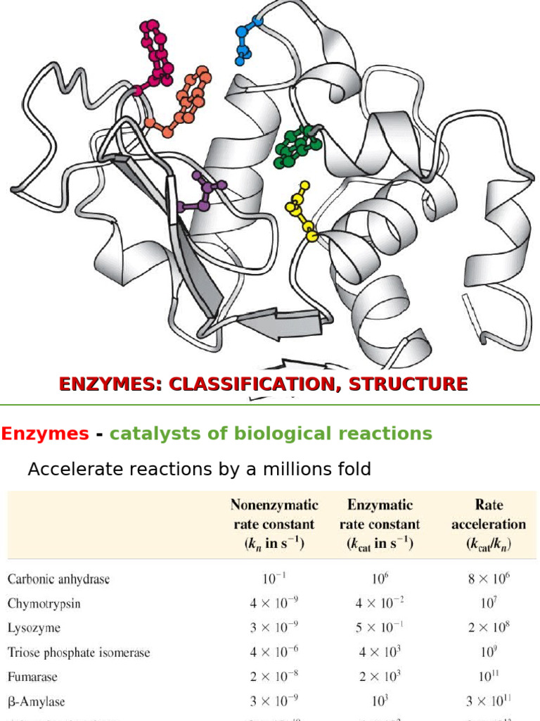 Enzymes Classification, Structure | PDF | Cofactor (Biochemistry) | Enzyme