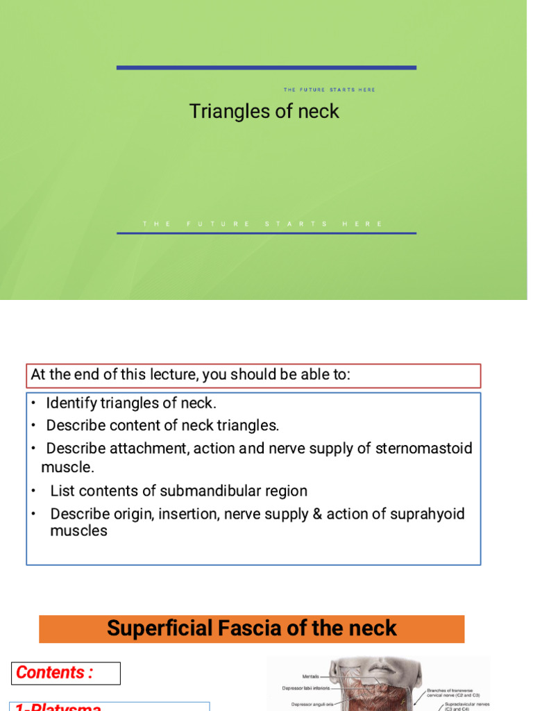 BMS301, Anatomy, Triangles of Neck | PDF | Neck | Common Carotid Artery