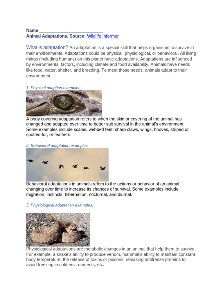 Animal Adaptations Explained | PDF