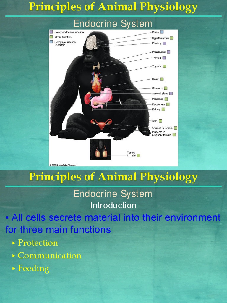Overview of Animal Endocrine Systems | PDF | Self-Improvement