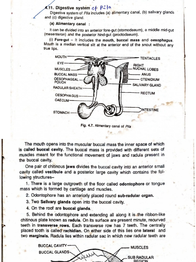 Digestive System of Pila | PDF