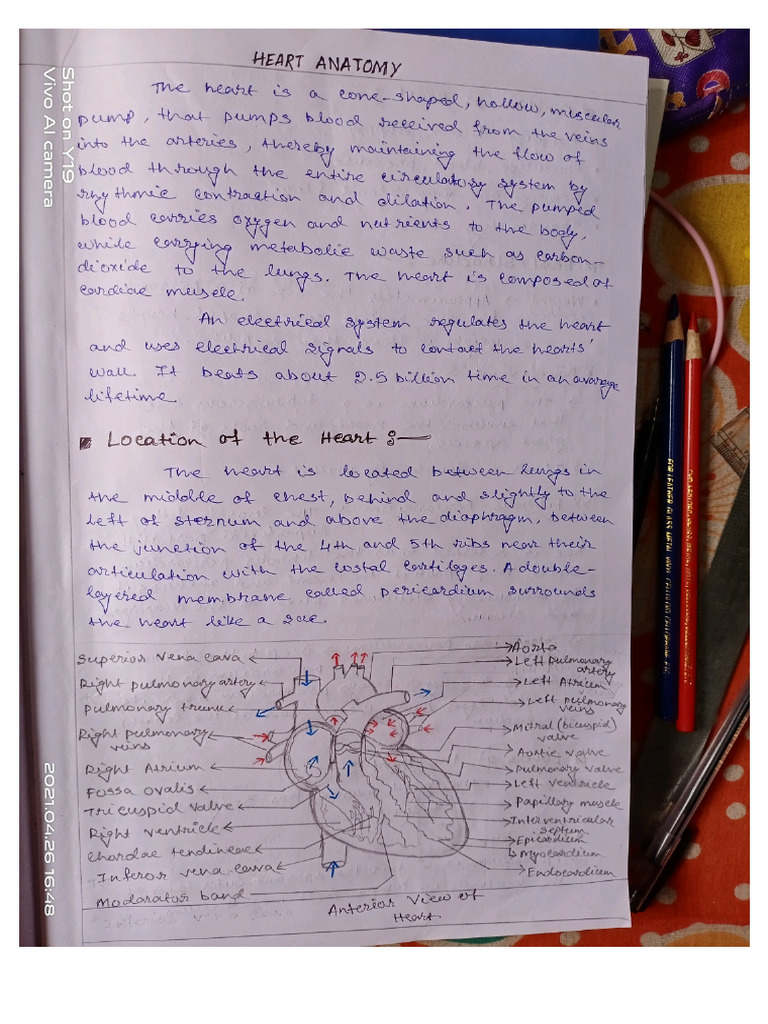 Heart Anatomy | PDF