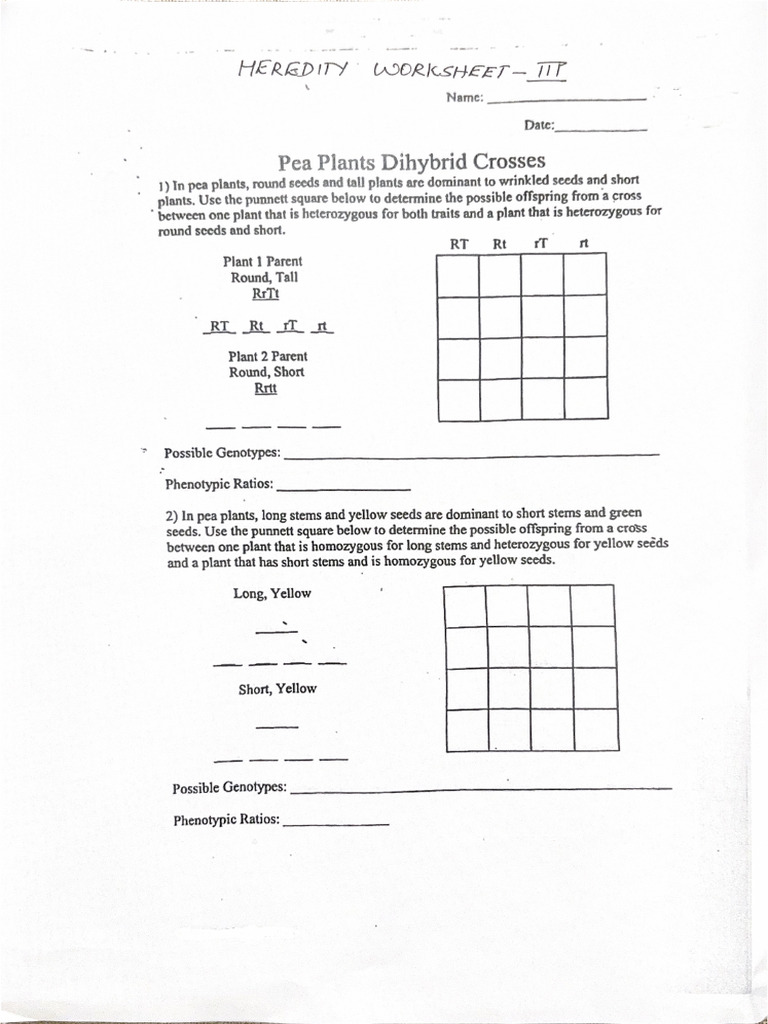 Heredity Worksheet - 3 | PDF